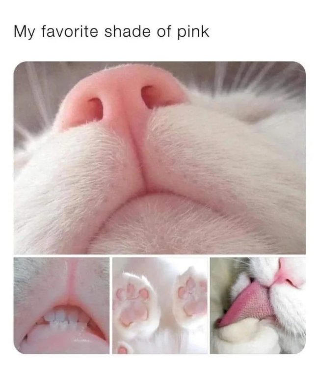 The Cutest, Most Wholesome Cat Memes to Brighten Your Day