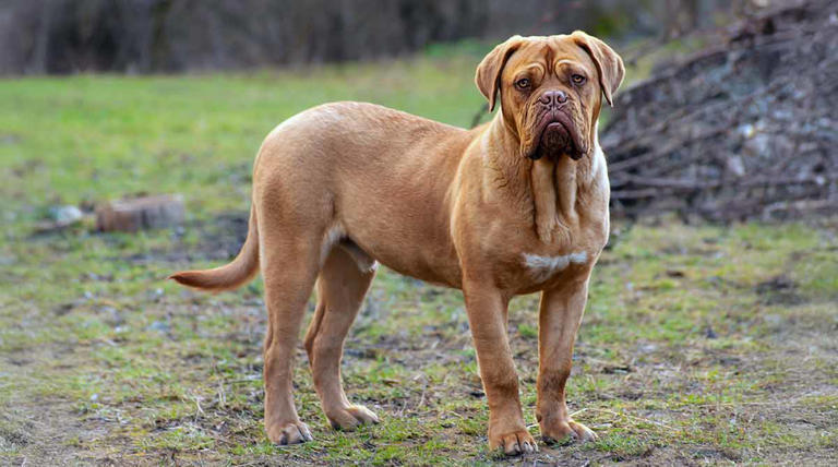 6 Facts About The Tosa: The Least-Known Mastiff Breed