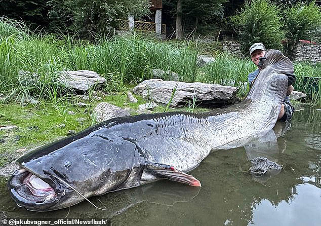 Cat-ch of the day! Angler catches enormous 9ft catfish after 50-minute ...