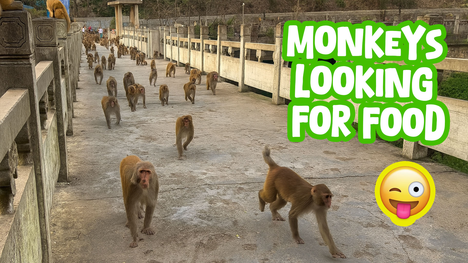 Monkeys Searching for Food in the Wild