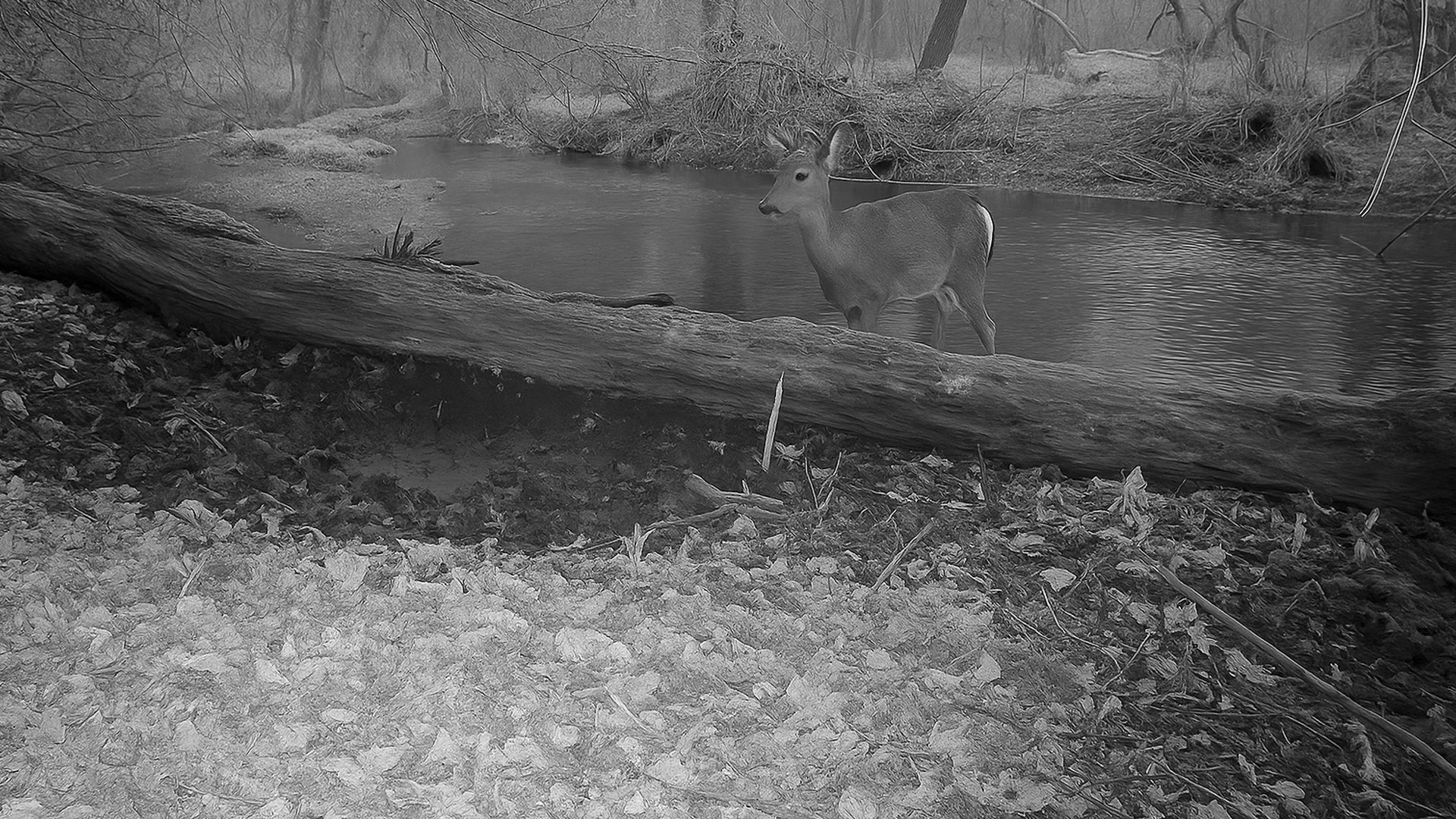 Animals on the riverbank – Footage from a camera trap