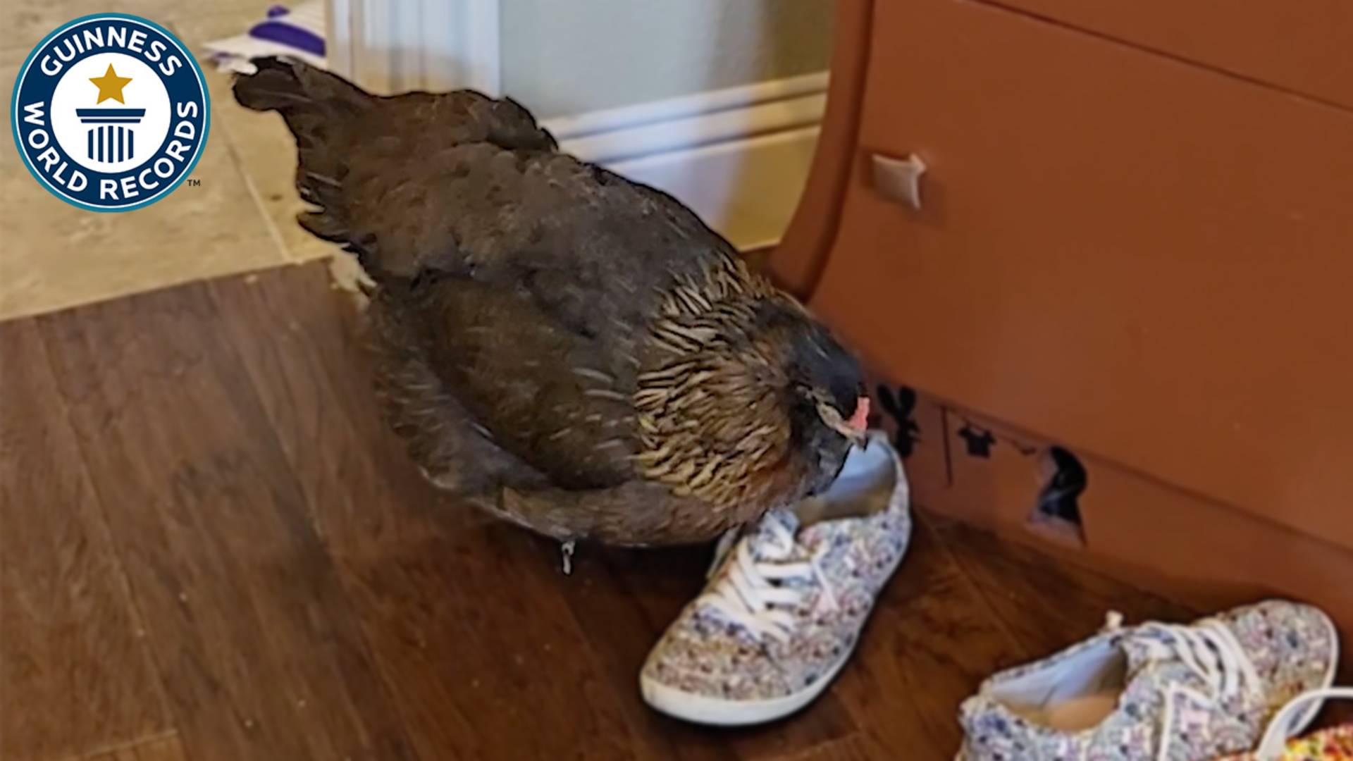 Meet the world's oldest chicken