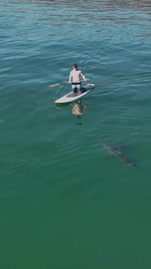 Drone captures moment great white shark stalks paddleboarder