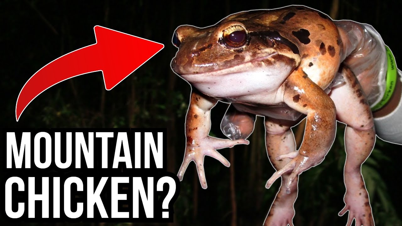 5 Animals With The Most Misleading Names
