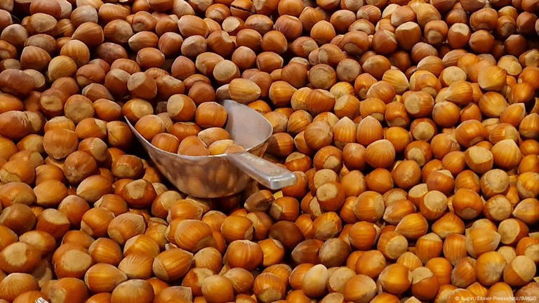 Hazelnut crunch: How Turkey's frost bites chocolate lovers