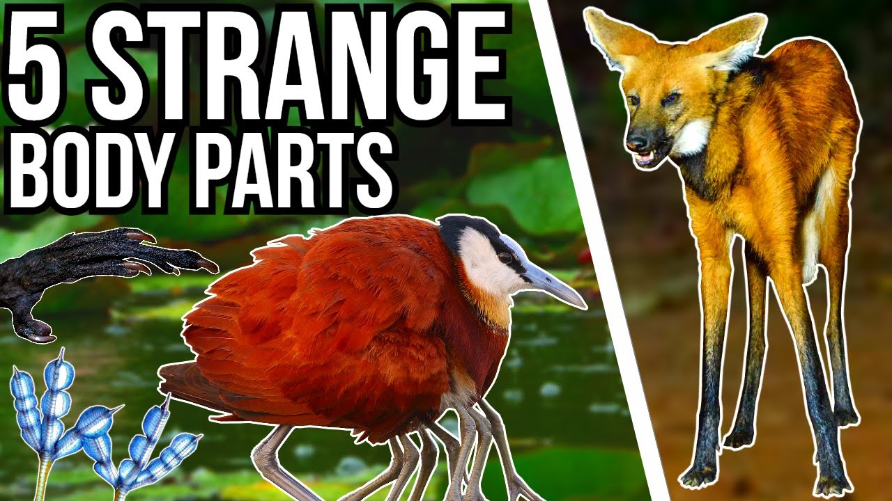5 Animals With Strange Body Parts