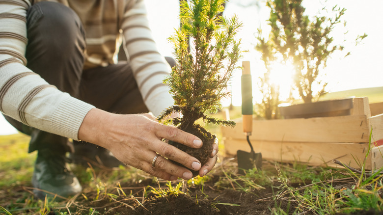 Nemesis Planting - What It Is And Why You Should Be Wary Of It In Your ...