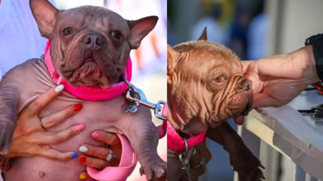 Meet Petunia: Crowned World’s 'Ugliest' Dog Who Won $5,000 - But ...