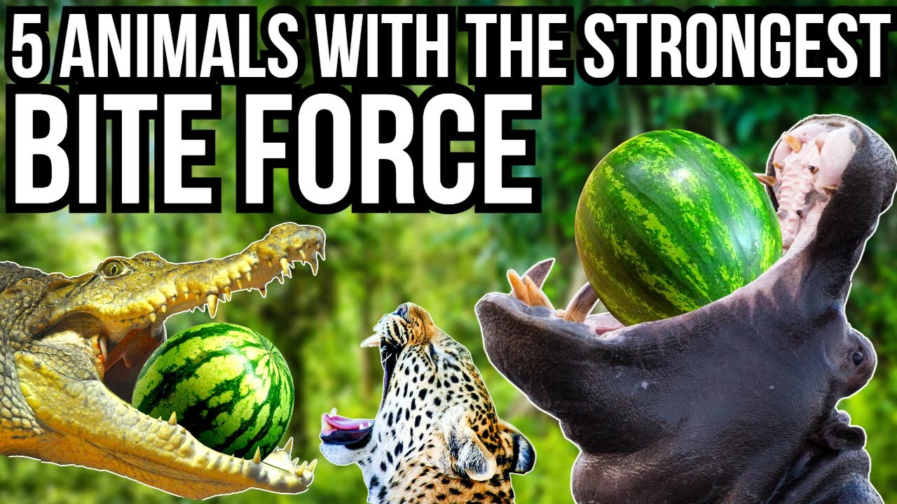 5 Animals With The Strongest Bite Force