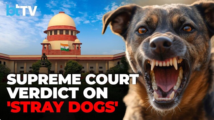SC Order On Stray Dogs: Relocate Stray Dogs Around Delhi-NCR To ...