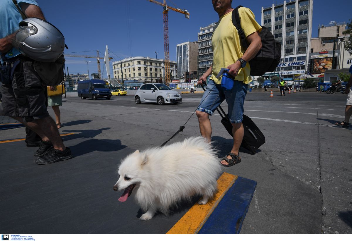Ζώα συντροφιάς: Πώς μπορούν να ταξιδέψουν στο πλοίο – Τι ορίζει ο νόμος ...