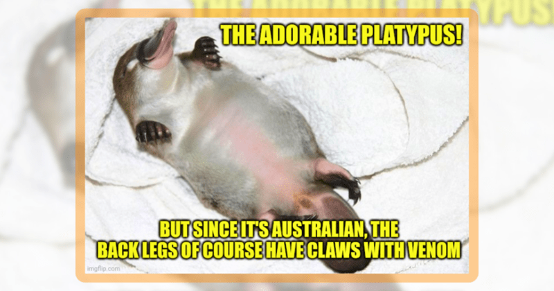 30+ Feel-Good Animal Funnies to Cool Off in the Summer Heat