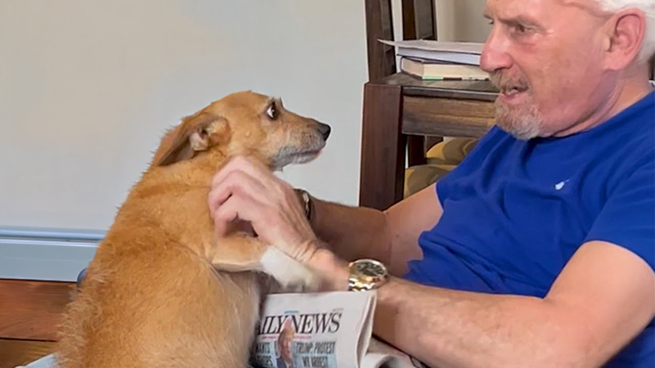 Dog Acts Too Much Like a Human in Funniest Video Ever