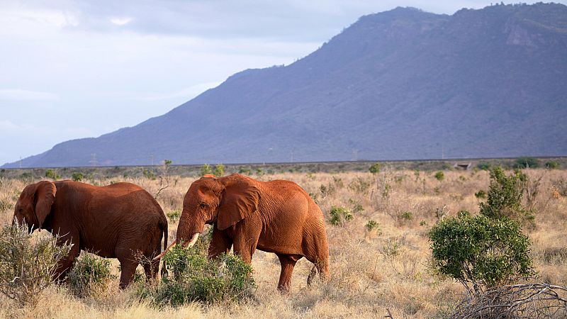 Journée mondiale de l’éléphant : au Kenya, la cohabitation entre ...
