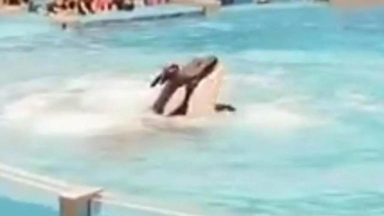 Who is Jessica Radcliffe? The ‘23-year-old trainer’ from the viral orca ...