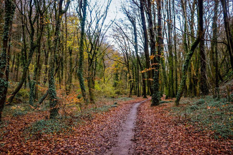 Village just outside Cardiff takes you to beautiful woodland with ...