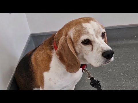 Dramatic beagle reacts to an upcoming vet visit