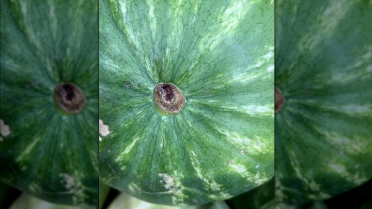 Picking The Best Watermelon: 6 Rind Patterns To Look Out For