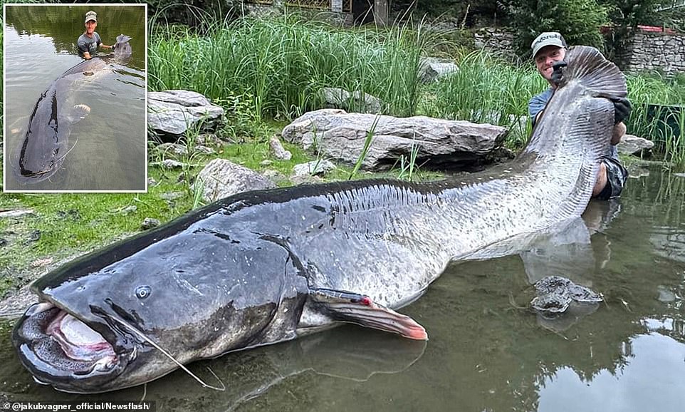 Angler battles for 50 minutes to land impresisve 9-foot catfish