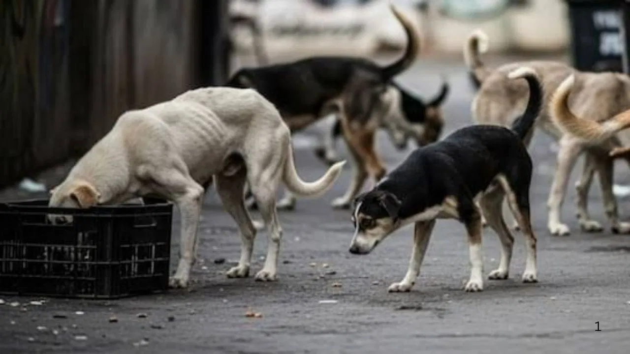 Countries That Have Successfully Eliminated Stray Dogs and How They ...