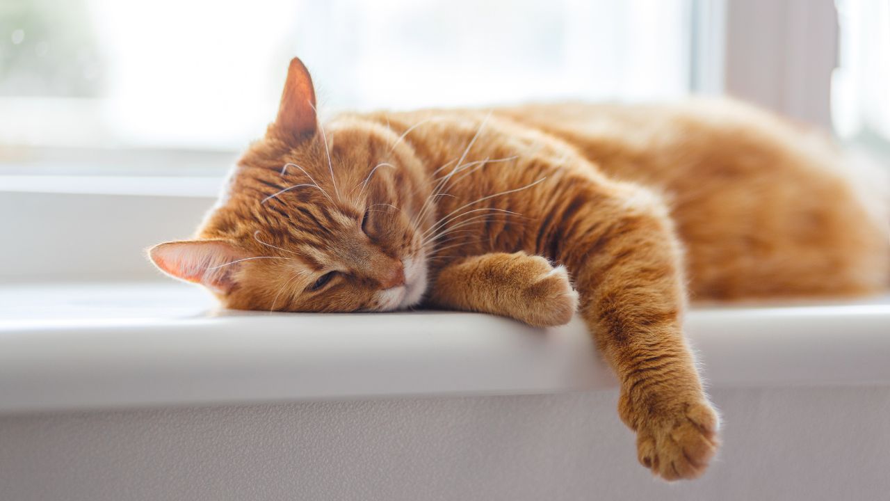 Canicule : en été, le coin préféré de votre chat dans la maison peut ...