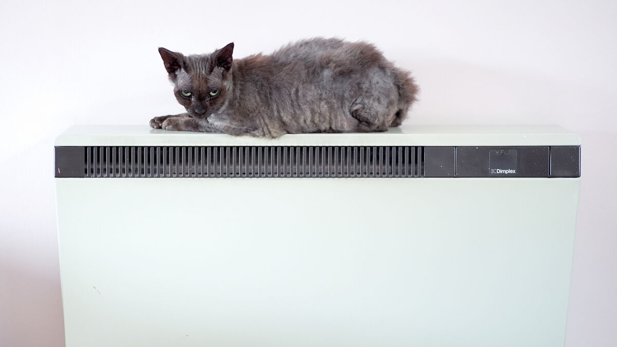 Cats develop dementia similarly to humans