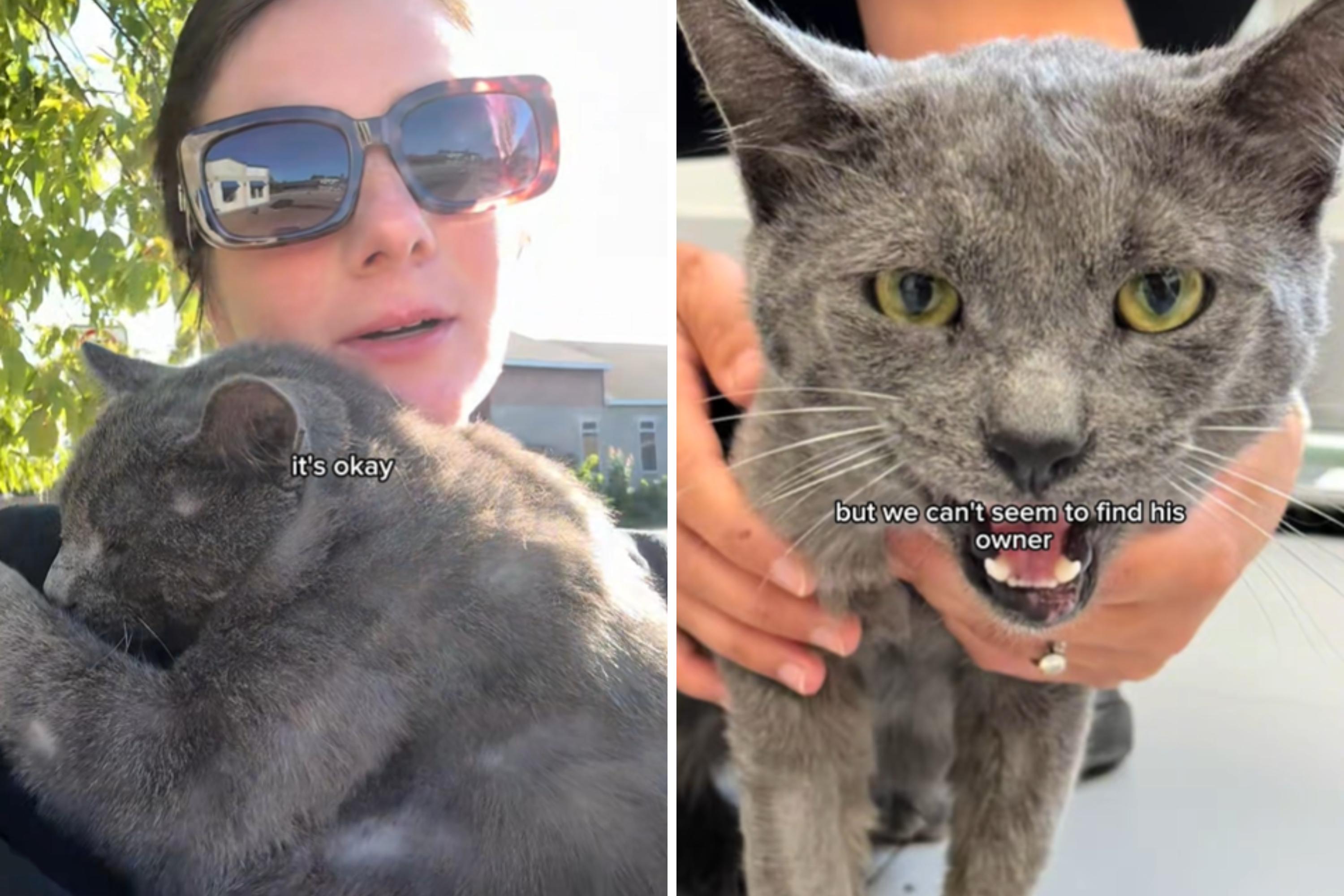 Cat hit by car, vet expects worst—then woman gets unexpected call