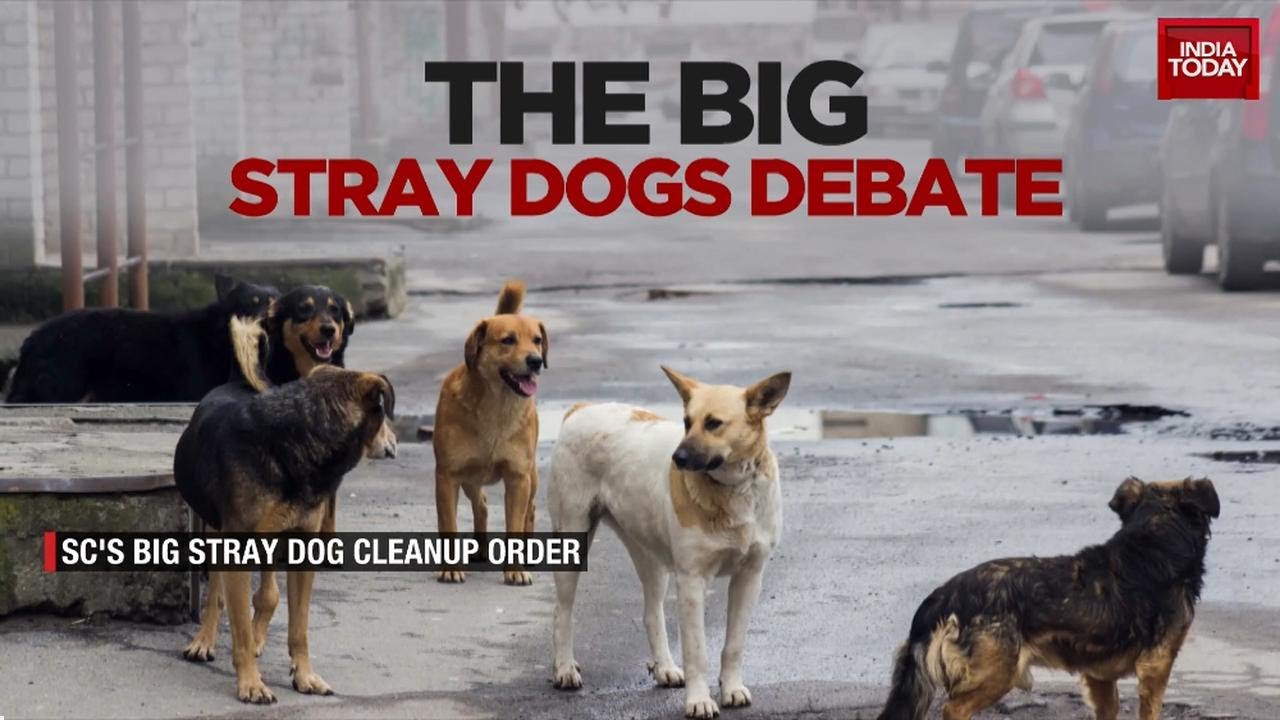 Supreme Court's stray dog order: Protests, political reactions, shelter ...