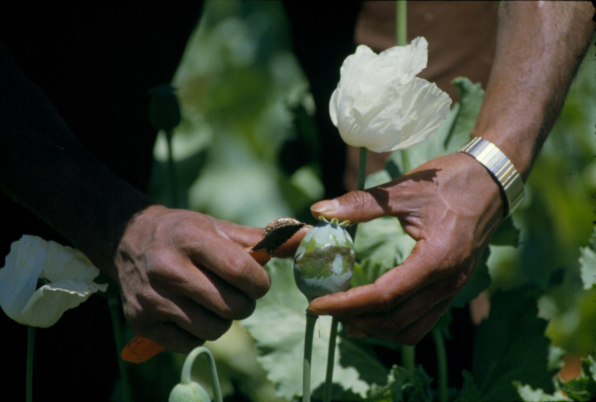 Mind-altering plants used around the world