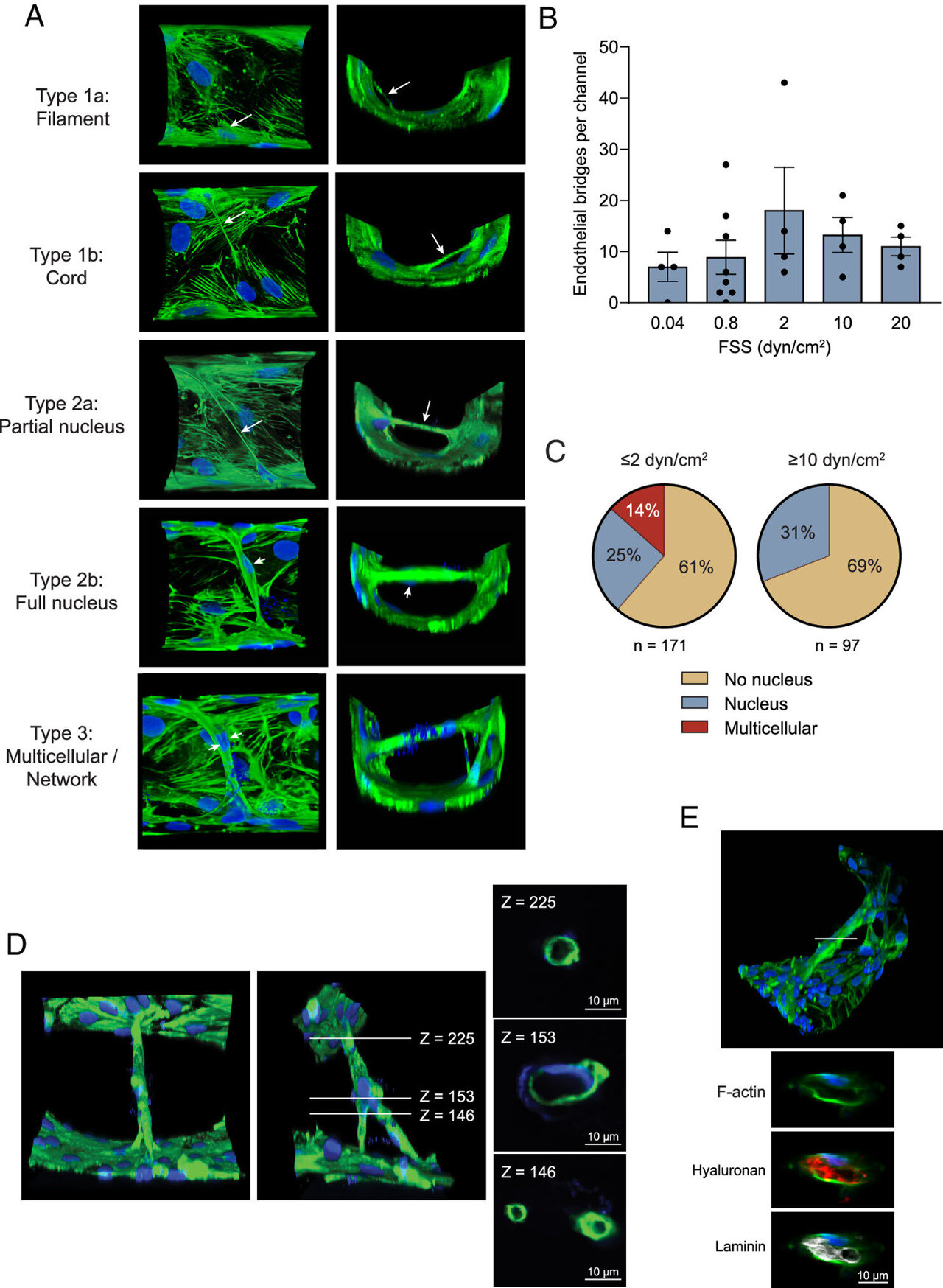 Microfluidic device captures blood vessel splitting in action