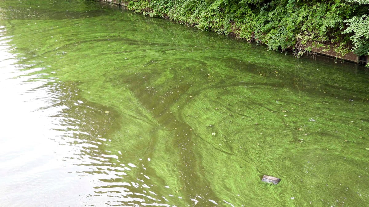 Blaualgen-Alarm: In diesem Hamburger See ist Baden verboten