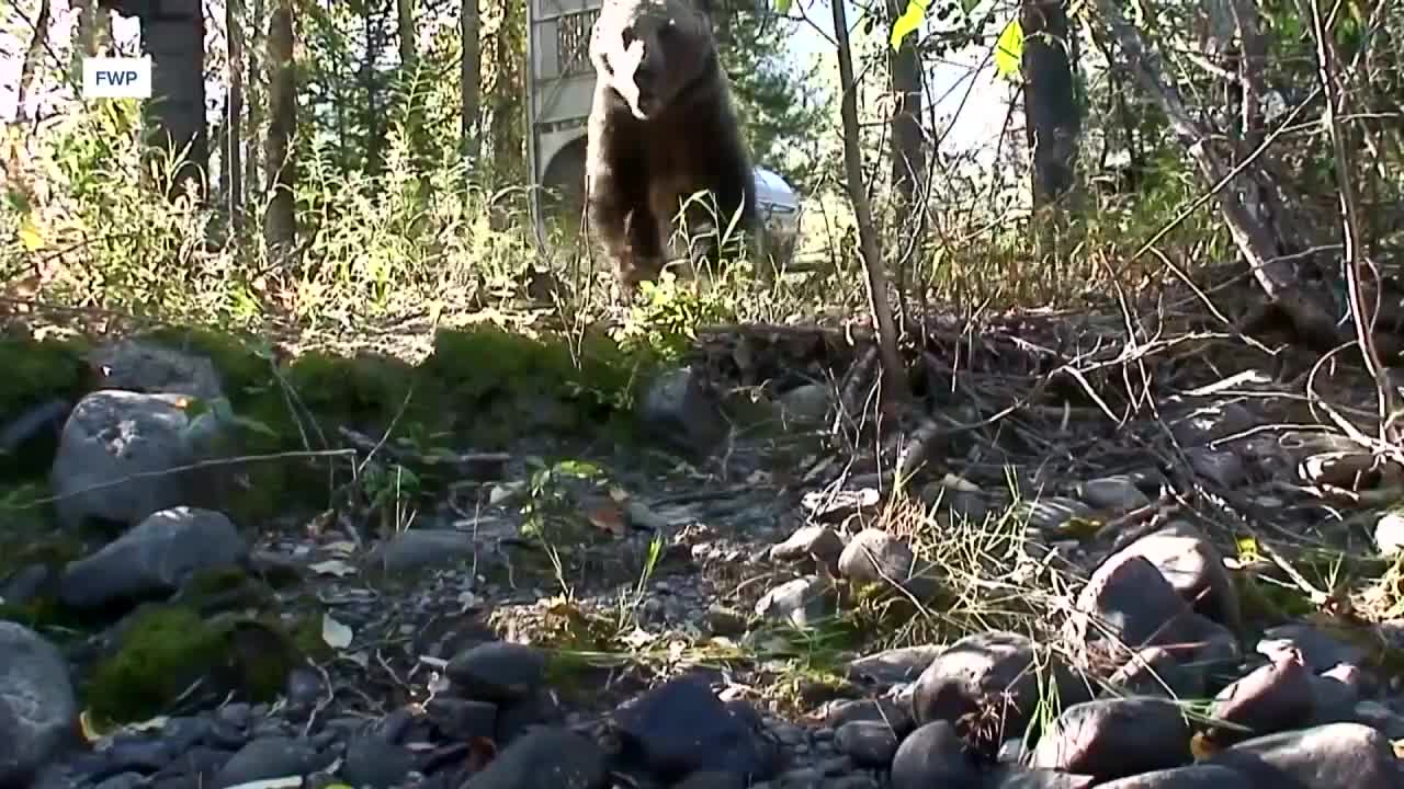 Researchers track Montana grizzly bears to monitor population, movement