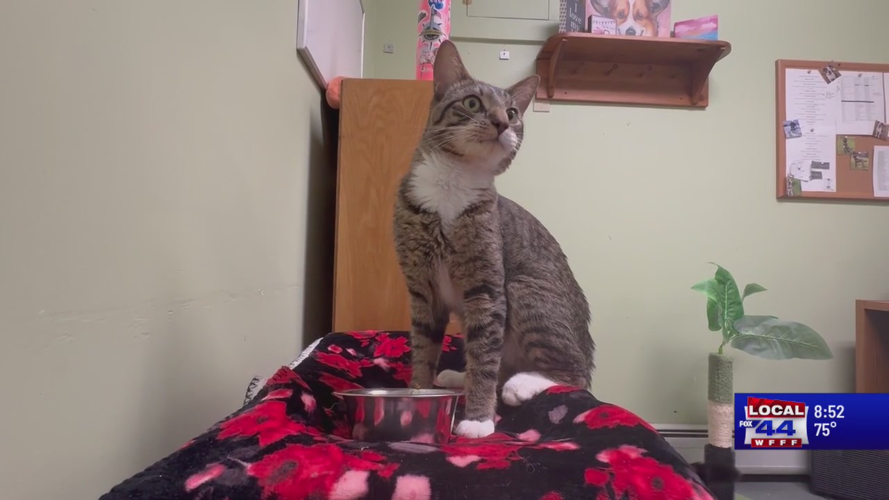 Meet Jaws: A curious, cute cat who is quite the "catch"