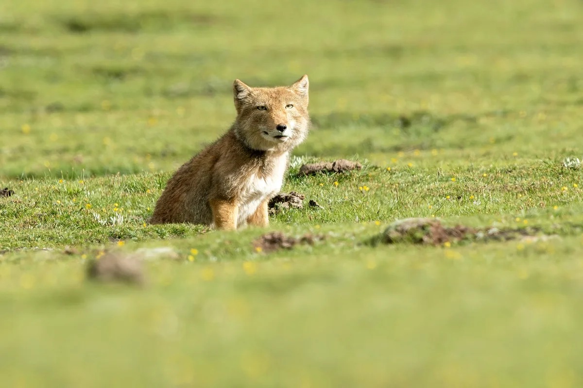 Tibetan Fox: nature’s cartoon-looking predator