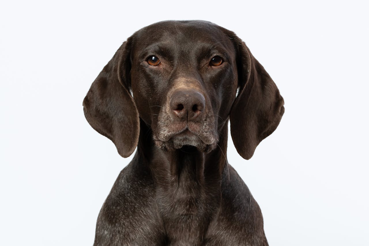 The Ethical Debate: Should We Still Be Breeding Purebred Dogs?