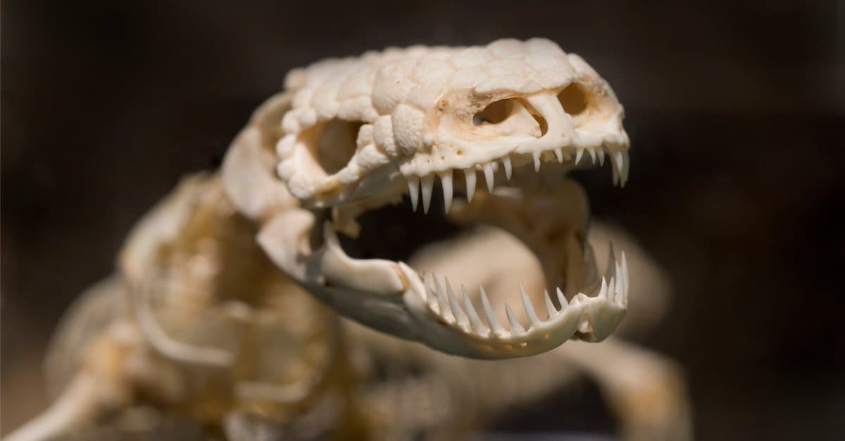 17 Mythical Sea Monsters We’re Glad Are Myths