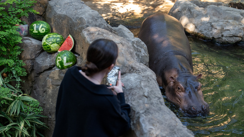 The 5 Best Zoos In America, According To Reviews