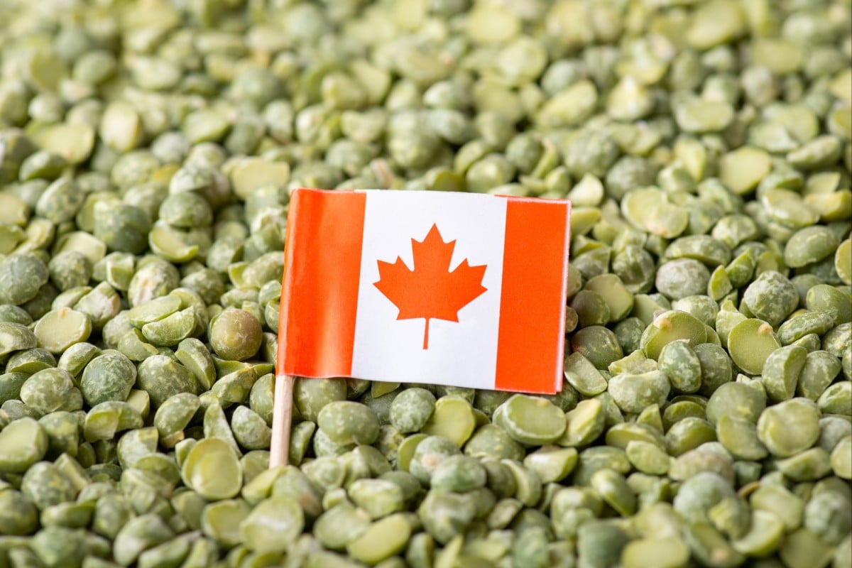 China launches anti-dumping investigation into Canadian pea starch imports