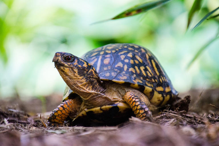 Man faces jail for smuggling turtles worth $1.4 million in socks to ...