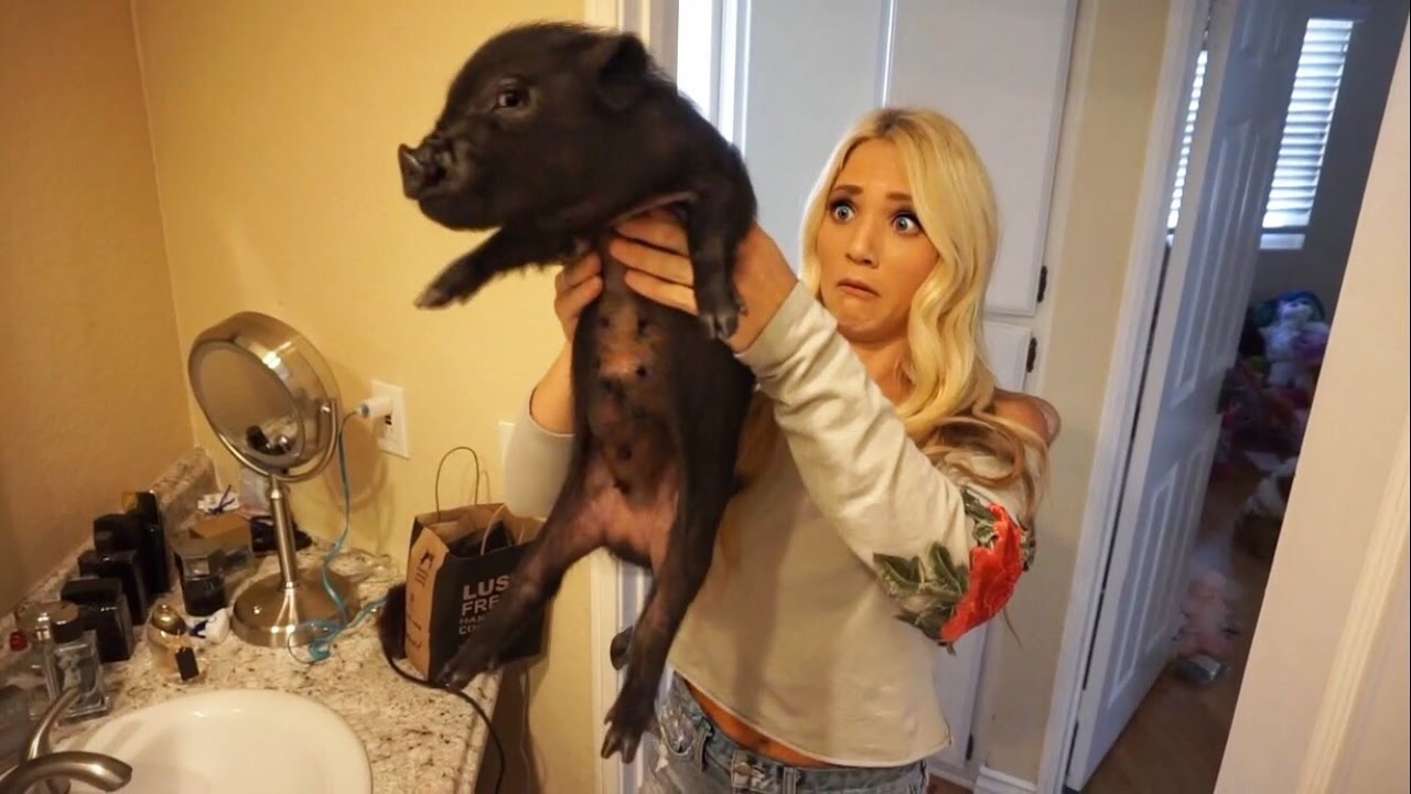 Family Welcomes Mini Pet Pig—Big Mistake?