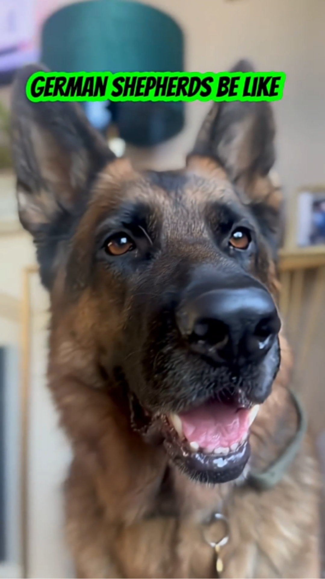 Lead Me—But Only When I’m Ready to Be Led | German Shepherd POV