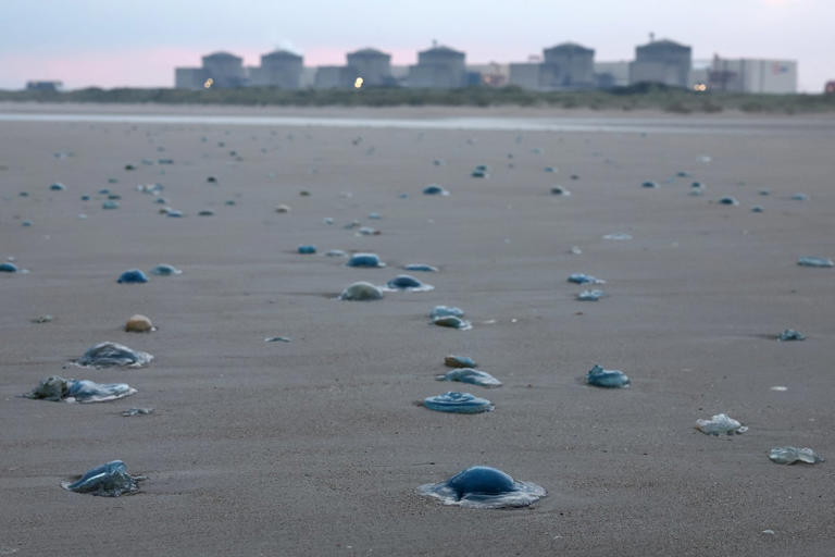 Nuclear power station in France closed after massive swarm of jellyfish ...