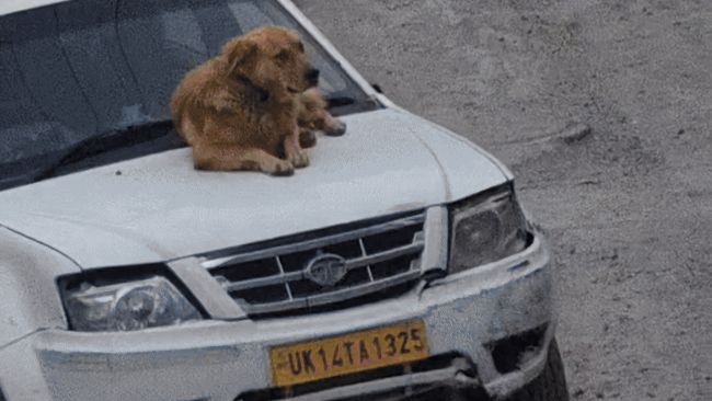 'Very Iconic': Dog Rides Car Hood to Drop Off Adventure Clients at ...