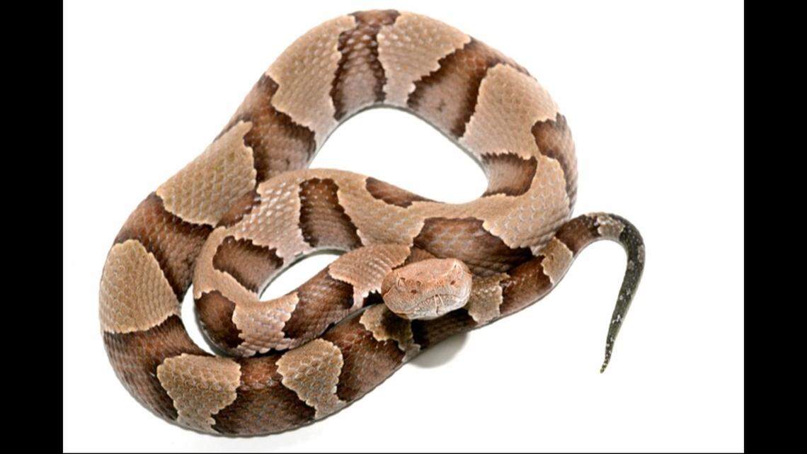Copperhead snakes bites in MS surging right now, data shows. Here's why ...