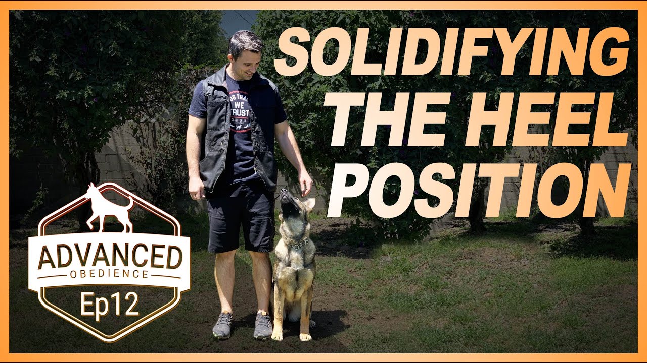 Dog Training ¦ Solidifying the Heel Position