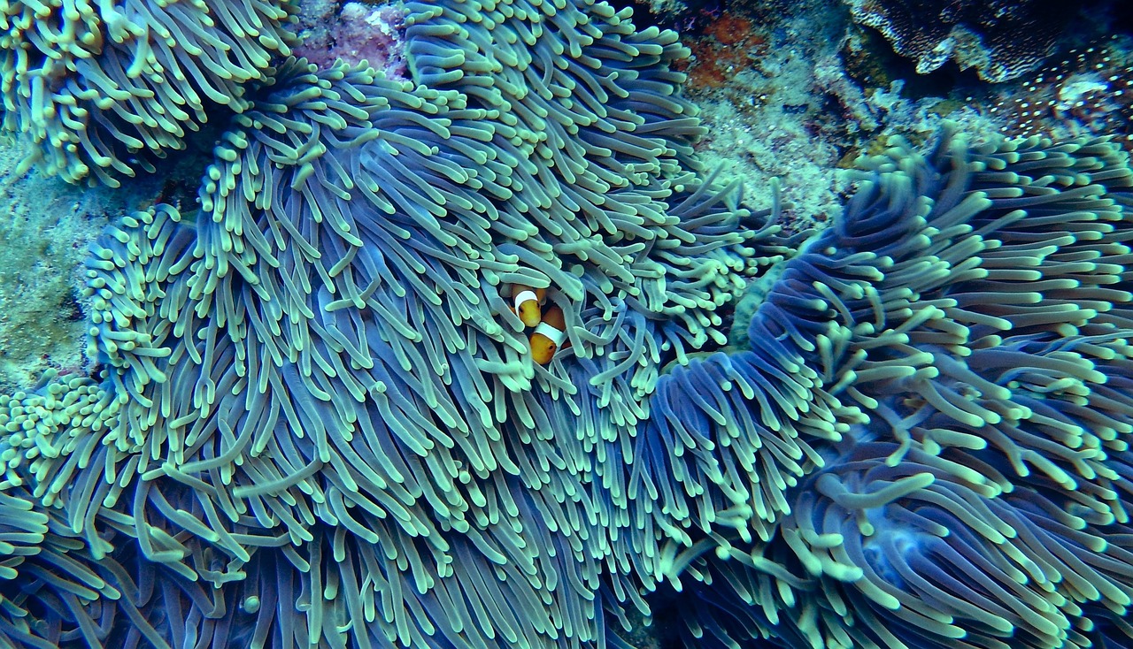 Coral Reefs Ranked For Their Biodiversity And Color