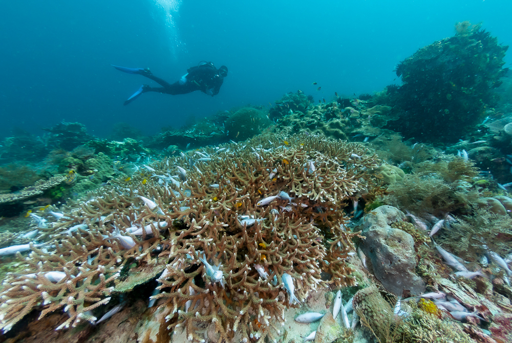 Coral Reefs Ranked For Their Biodiversity And Color
