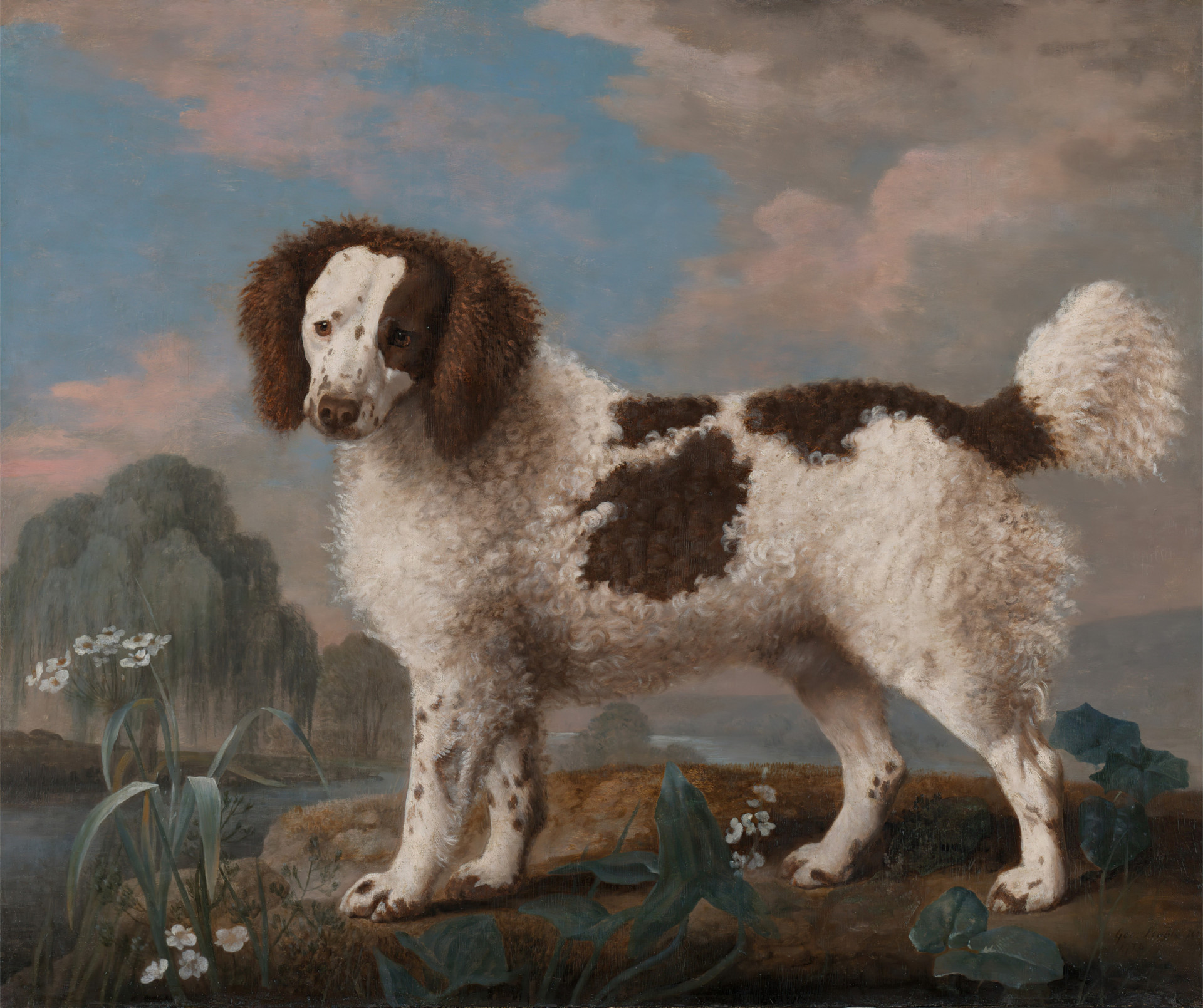 Extinct dog breeds you never knew existed