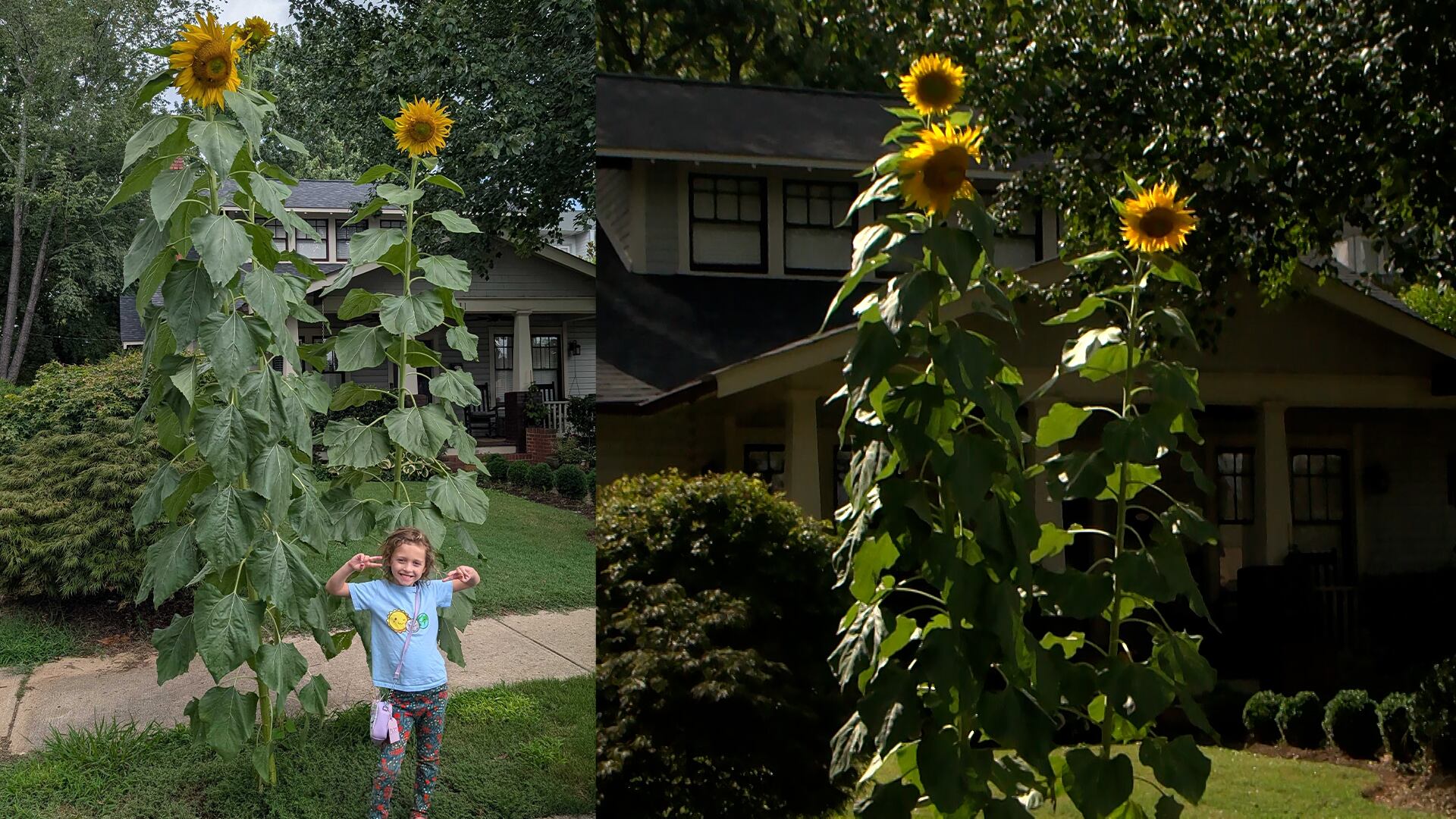 5-year-old grows towering sunflowers in Plaza Midwood: See photos here