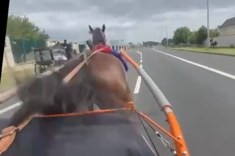 Horse that hit car during funeral procession is 'alive and appears well ...